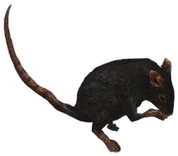 Rat (creature) - ELEX Wiki