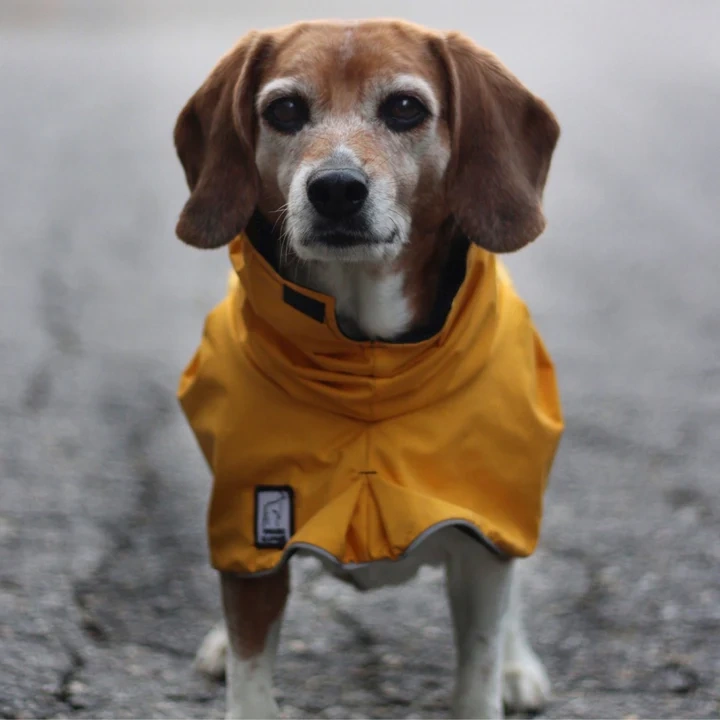 Unearthly Beagle | Elfboy4799 Wiki | Fandom