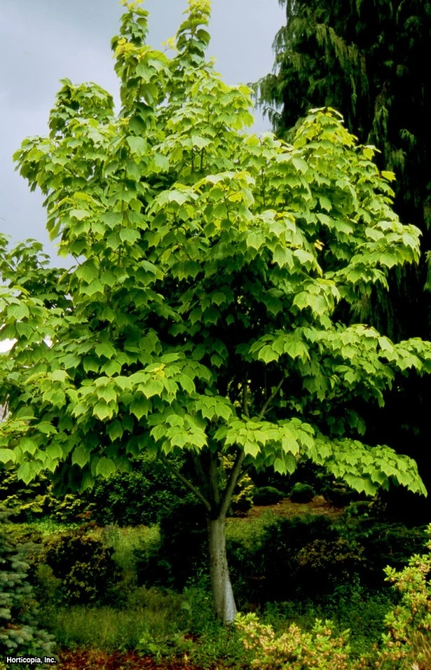 Striped Maple | Elijah's Forest Wikia | Fandom