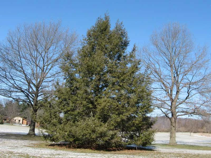 Eastern Hemlock | Elijah's Forest Wikia | Fandom