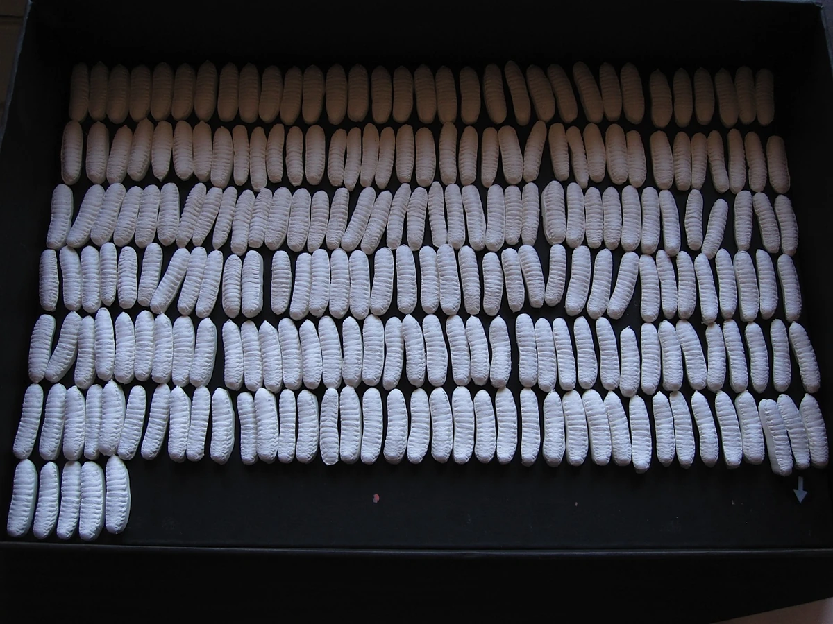 Philipedes | Ella the Moose Wiki | Fandom