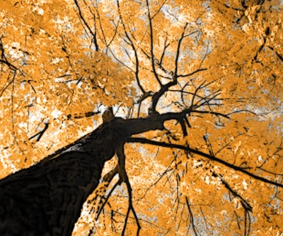 Alda | Wiki Ellegadorol | Fandom