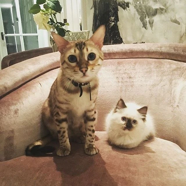 Eve (cat) | Ellie Goulding Wiki | Fandom