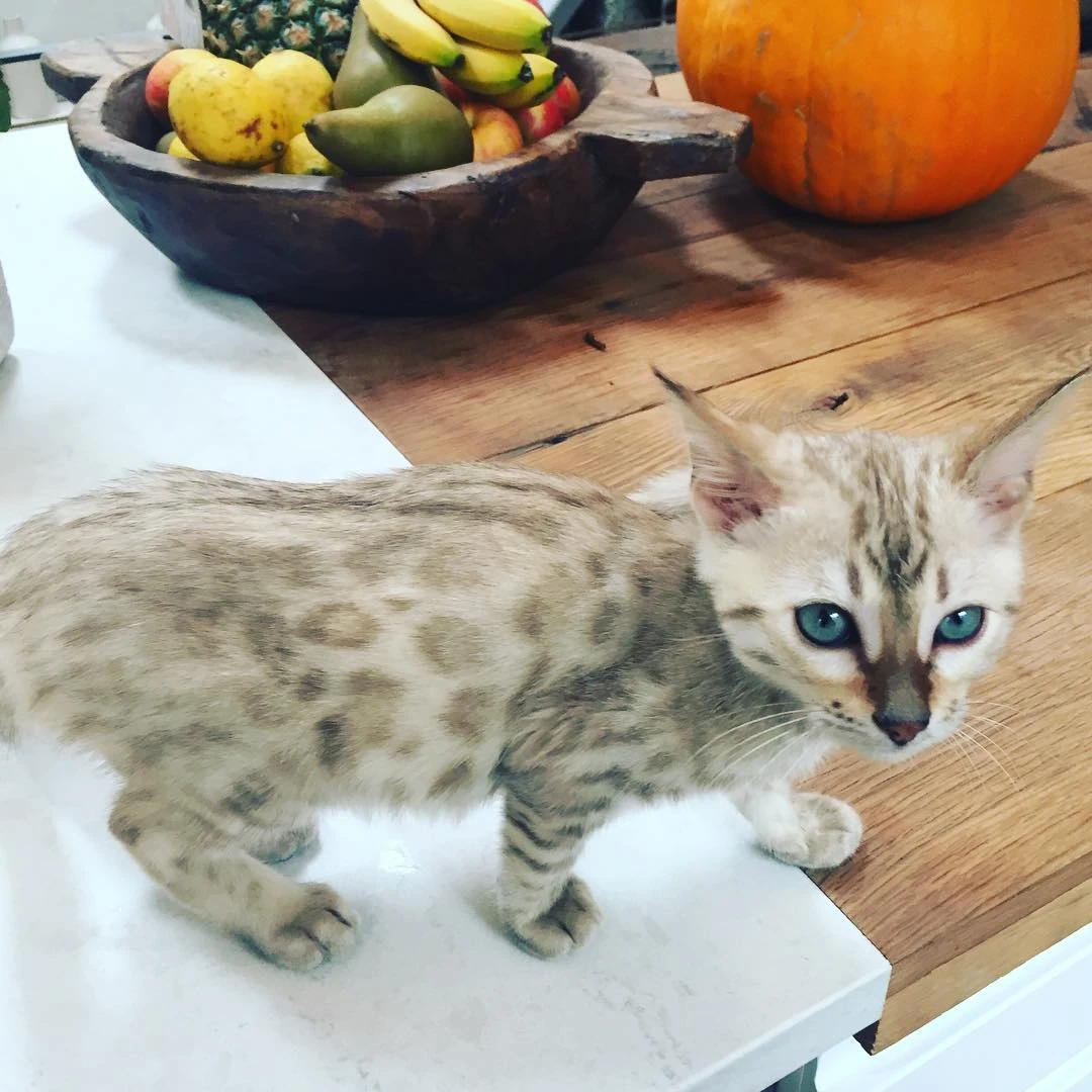 Wallace (cat) | Ellie Goulding Wiki | Fandom