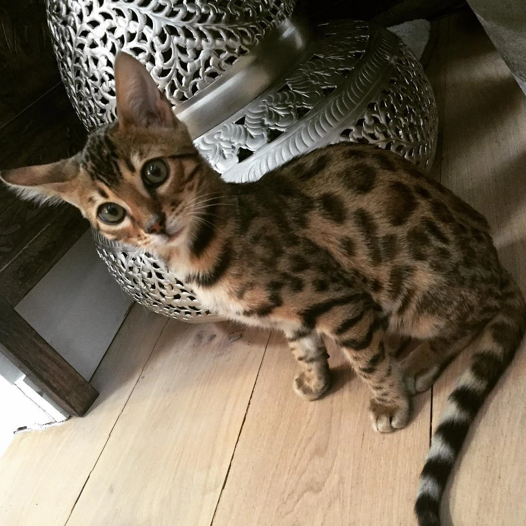 Lennon (cat) | Ellie Goulding Wiki | Fandom