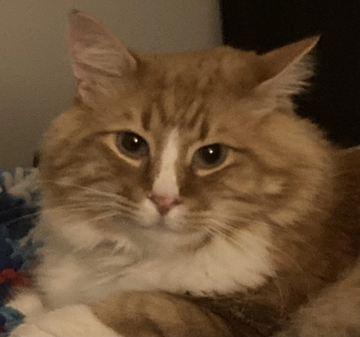 Category:Aromantic Characters | Ellie's Little Wiki | Fandom