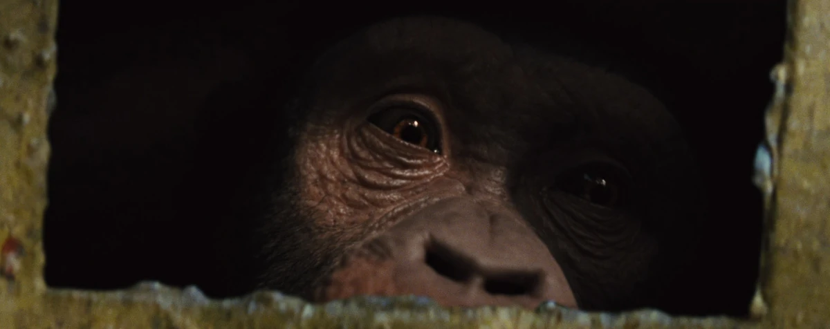 Ojos brillantes | Wiki El planeta de los simios | Fandom