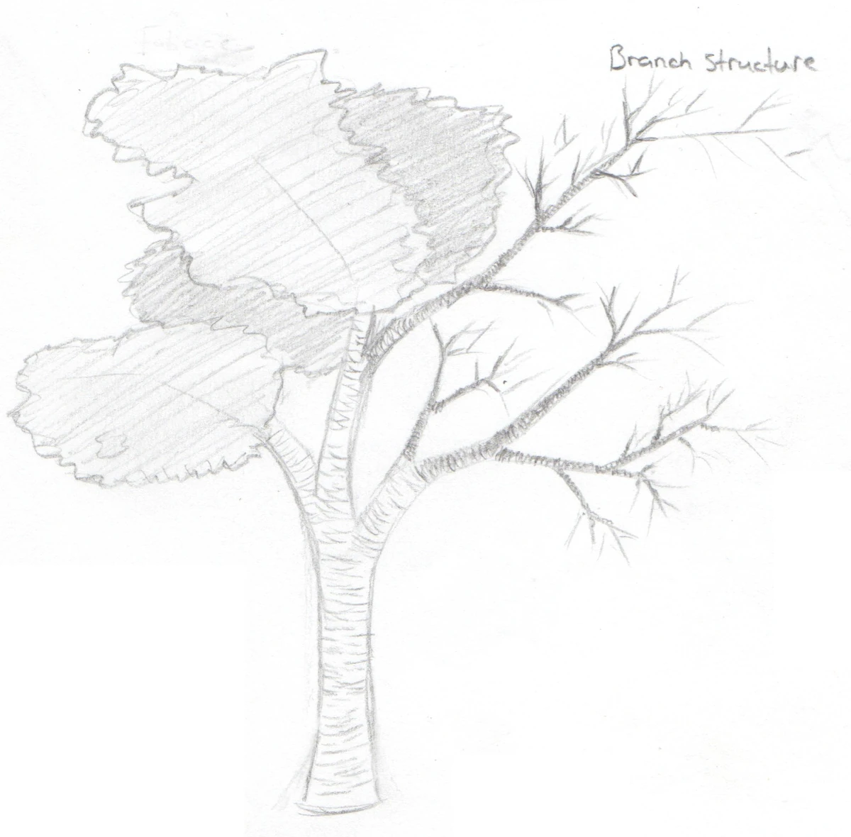 Ainok Tree | Eltica Wiki | Fandom