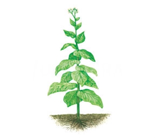 Tobacco | Renderrs' DnD Resource | Fandom