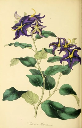 Baneri | Renderrs' DnD Resource | Fandom