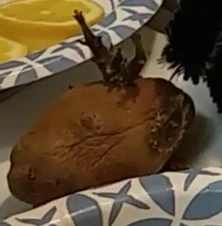 Alien Potato | Emerald Villager Group Wiki | Fandom