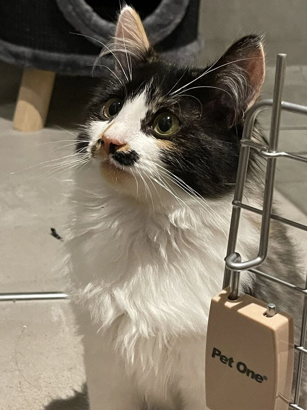 Michael Kucharski's cat | EmKay Wiki | Fandom