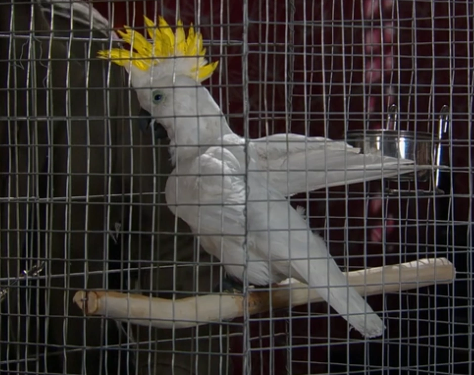 Steve (parrot) | Emmerdale Wiki | Fandom