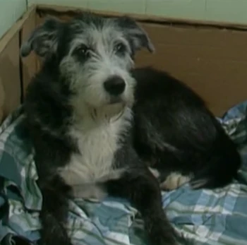 Swifty | Emmerdale Wiki | Fandom