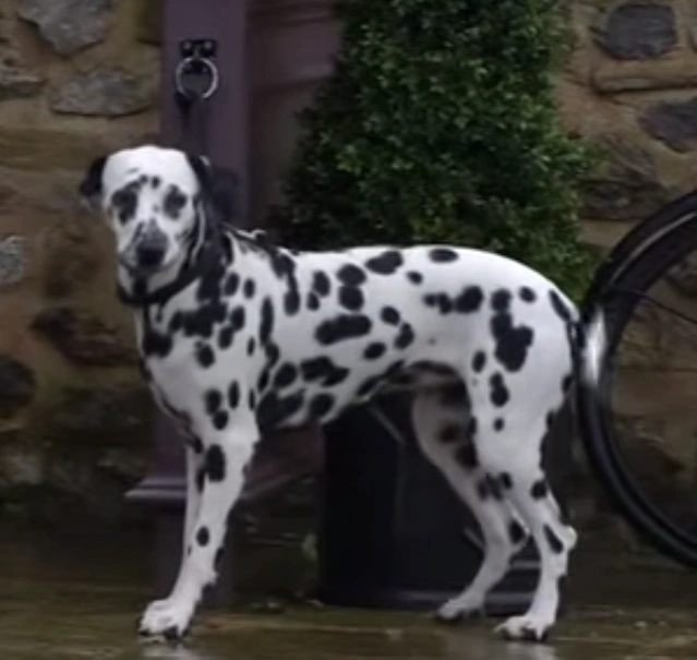 Daisy | Emmerdale Wiki | Fandom