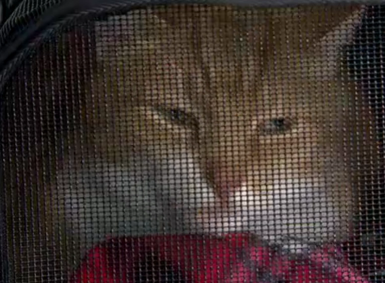 Marmalade (cat) | Emmerdale Wiki | Fandom
