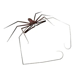 Whip Spider | Empires of the Undergrowth Wiki | Fandom