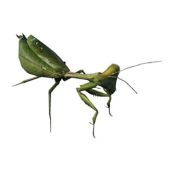 Leaf-mimic Praying Mantis | Empires of the Undergrowth Wiki | Fandom