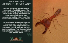 Kickstarter Concept | Empires of the Undergrowth Wiki | Fandom