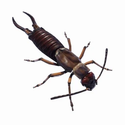 Earwig | Empires of the Undergrowth Wiki | Fandom