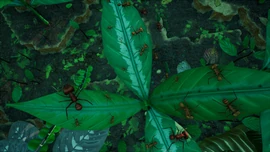 Leafcutter Ant | Empires of the Undergrowth Wiki | Fandom