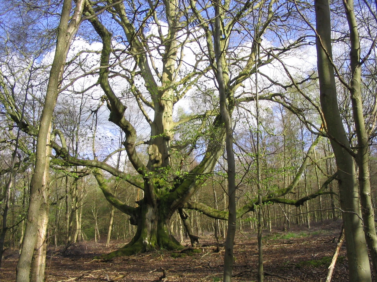Savernake Forest | Emrys Heart Wiki | Fandom