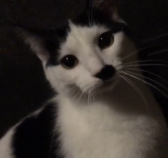 Lucy | Em's Cats Wiki | Fandom