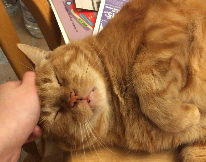 Butch | Em's Cats Wiki | Fandom