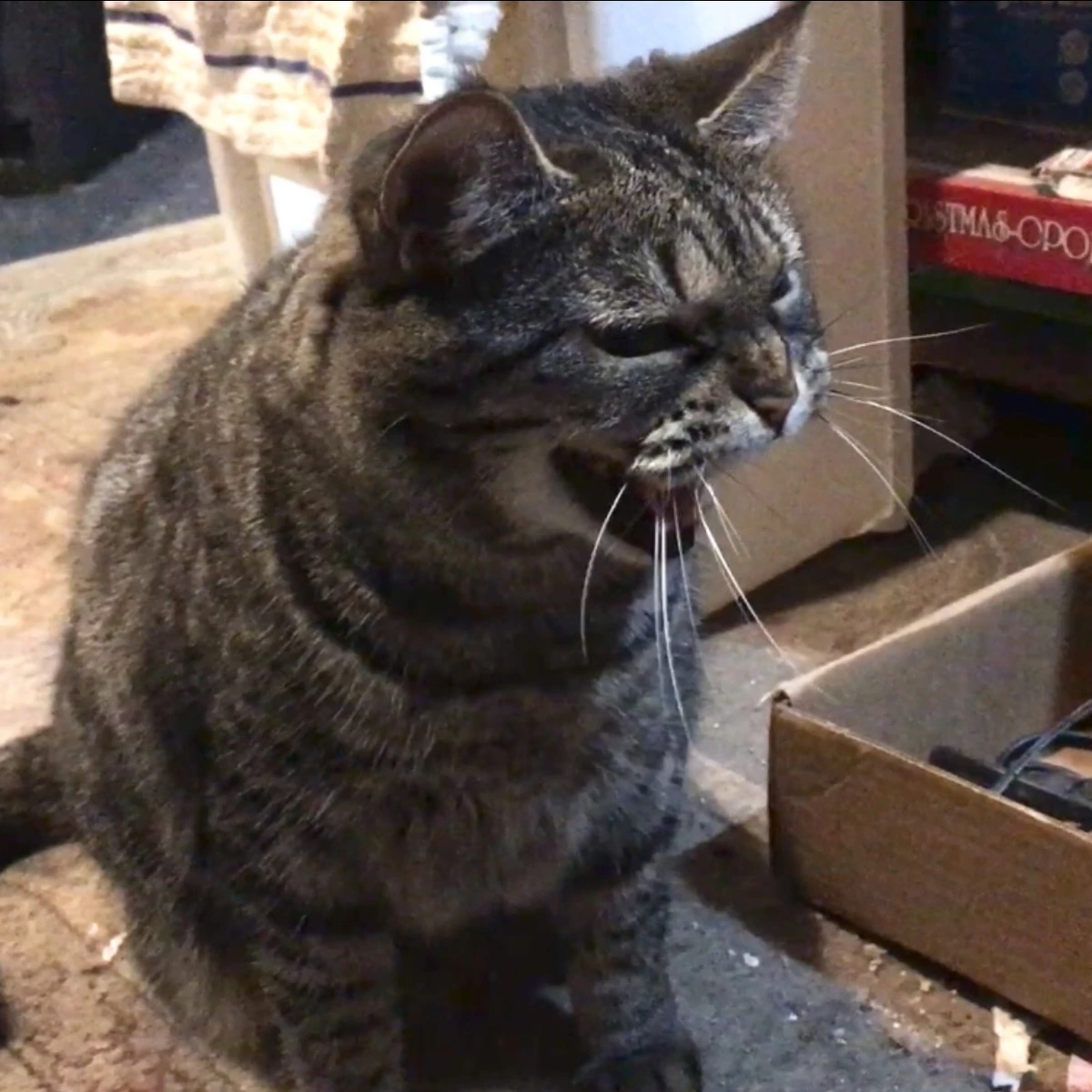 Babs | Em's Cats Wiki | Fandom