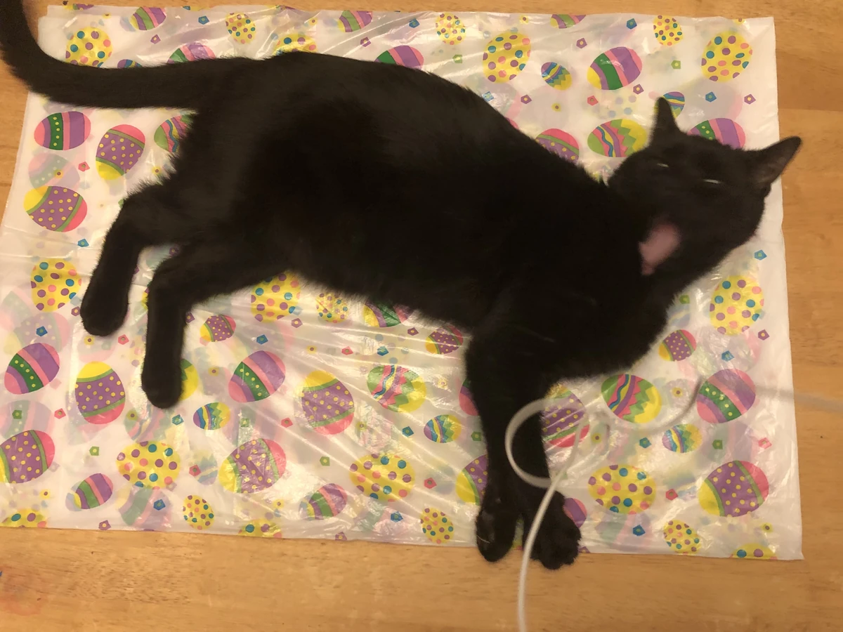 Cat Gallery | Em's Cats Wiki | Fandom