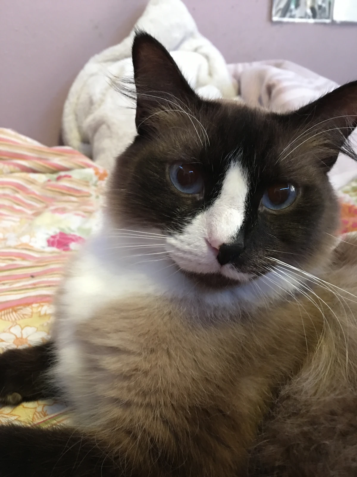 Dusty | Em's Cats Wiki | Fandom