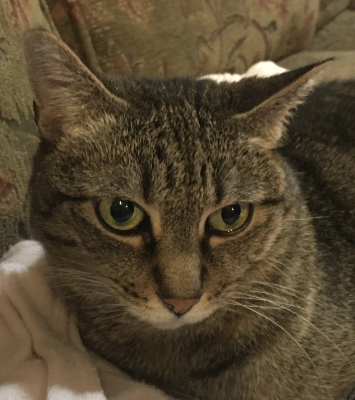 Betsy | Em's Cats Wiki | Fandom