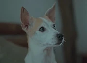 Danaya (2016) | Encantadia Wiki | Fandom