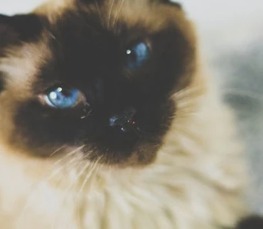 Purry the Cat | Enchino the Mystic Forest Wikia | Fandom