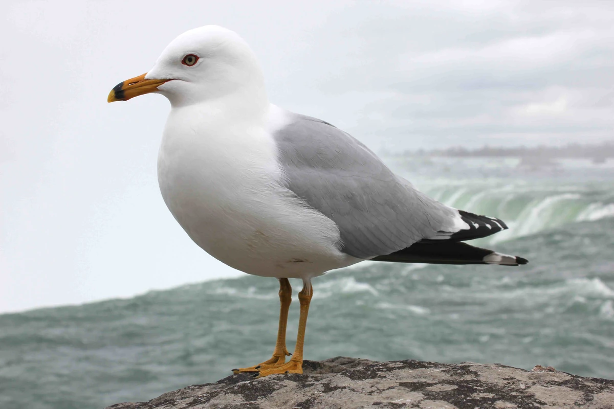 Seagull | Enchino the Mystic Forest Wikia | Fandom