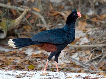 Paujil (Mitu tuberosum) | Wiki Enciclopedia del reino animal | Fandom
