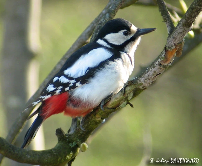 Pico picapinos (Dendrocopos major) | Wiki Enciclopedia del reino animal ...