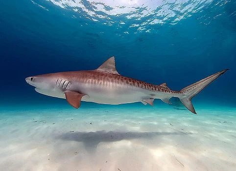 Tiburon tigre (Galeocerdo cuvier) | Wiki Enciclopedia del reino animal ...