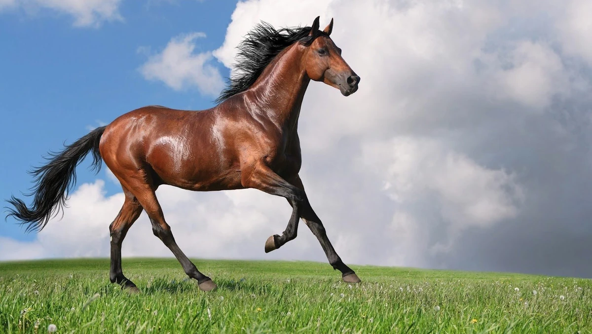 Caballo (Equus ferus caballus) | Wiki Enciclopedia del reino animal ...
