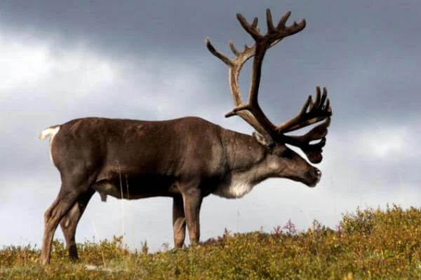 Reno (Rangifer tarandus) | Wiki Enciclopedia del reino animal | Fandom