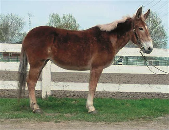 Mula | Wiki Enciclopedia del reino animal | Fandom