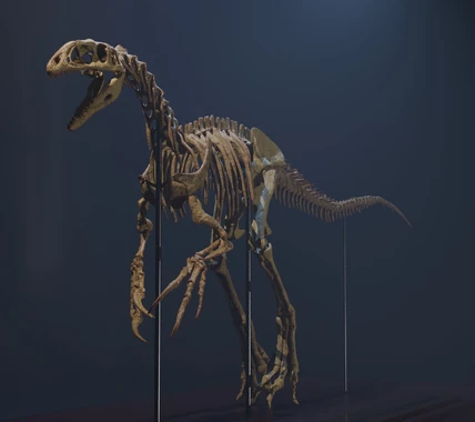 Australovenator (Australovenator wintonensis) | Wiki Enciclopedia del ...