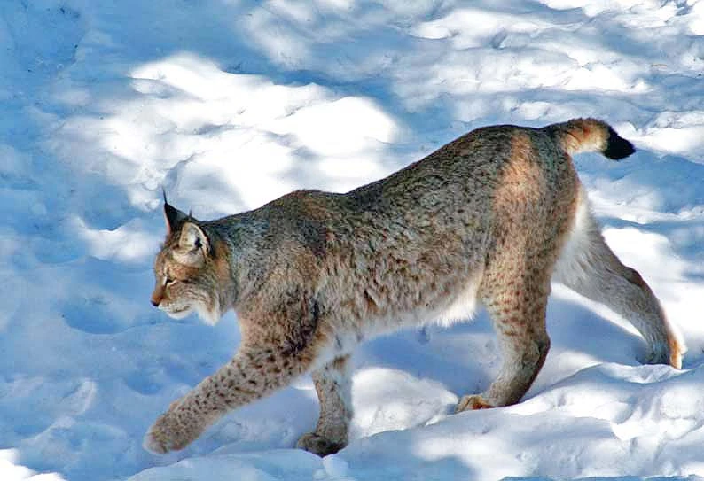 Lince boreal (Lynx lynx) | Wiki Enciclopedia del reino animal | Fandom