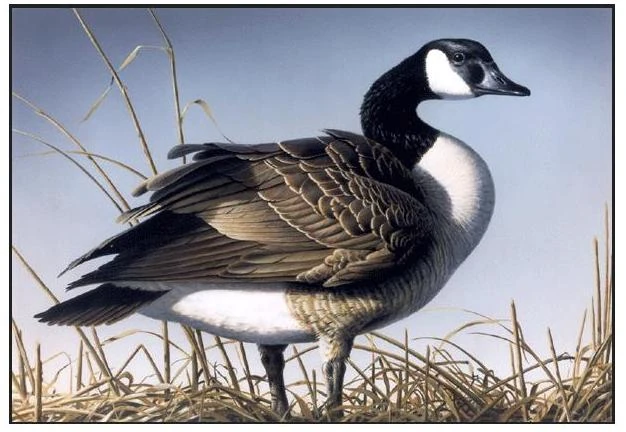 Robert Hautman | Wiki Enciclopedia del reino animal | Fandom