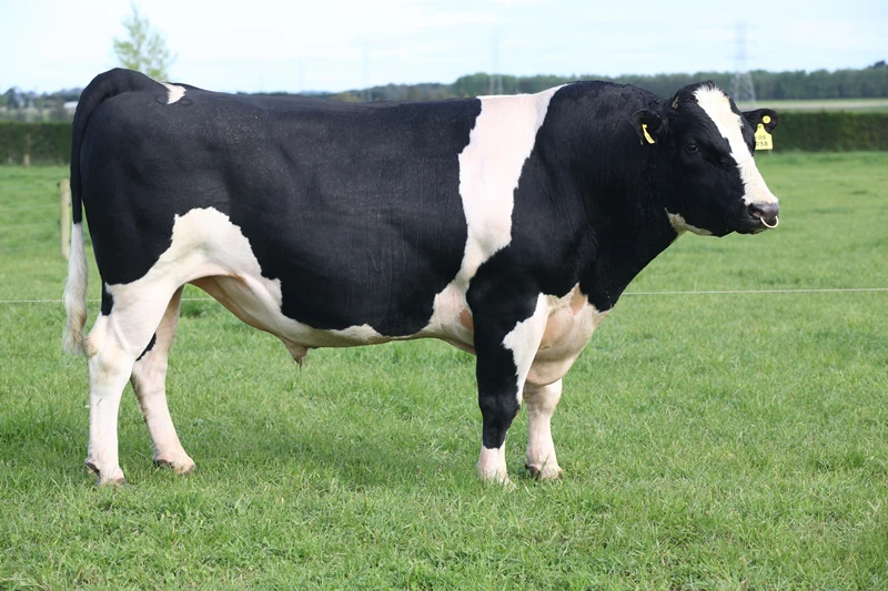 Holstein (raza bovina) | Wiki Enciclopedia del reino animal | Fandom