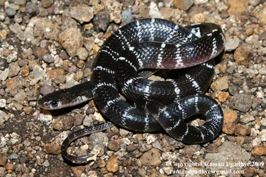 Krait comun (Bungarus caeruleus) | Wiki Enciclopedia del reino animal ...