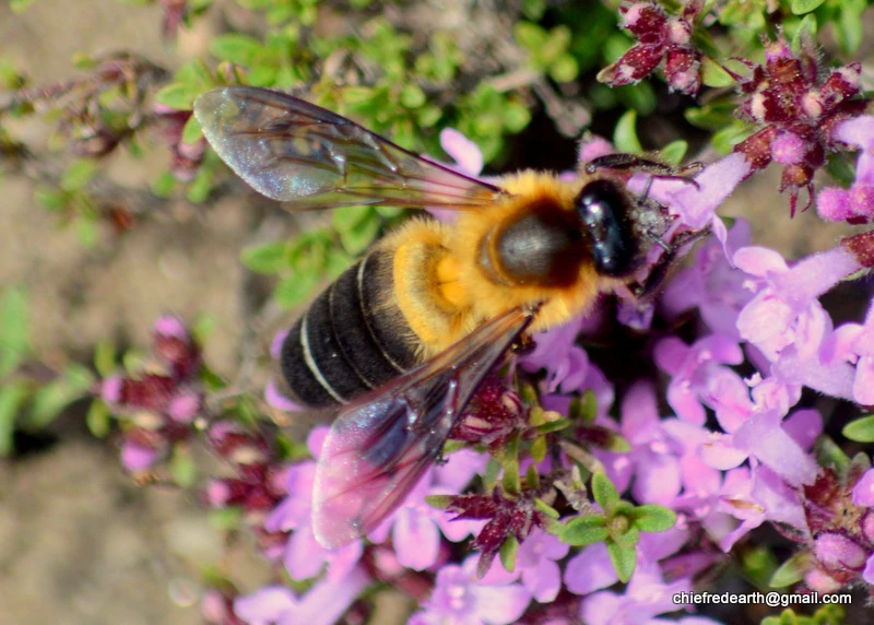 Abeja gigante del himalaya (Apis laboriosa) | Wiki Enciclopedia del ...