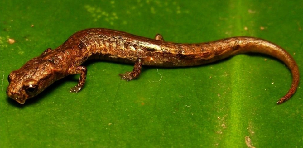 Salamandra enana de la sierra madre oriental (Parvimolge townsendi ...