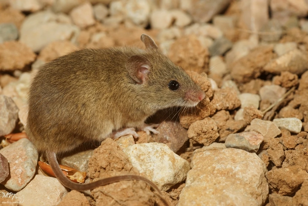 Raton moruno (Mus spretus) | Wiki Enciclopedia del reino animal | Fandom