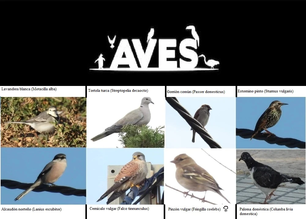 Aves | Wiki Enciclopedia del reino animal | Fandom